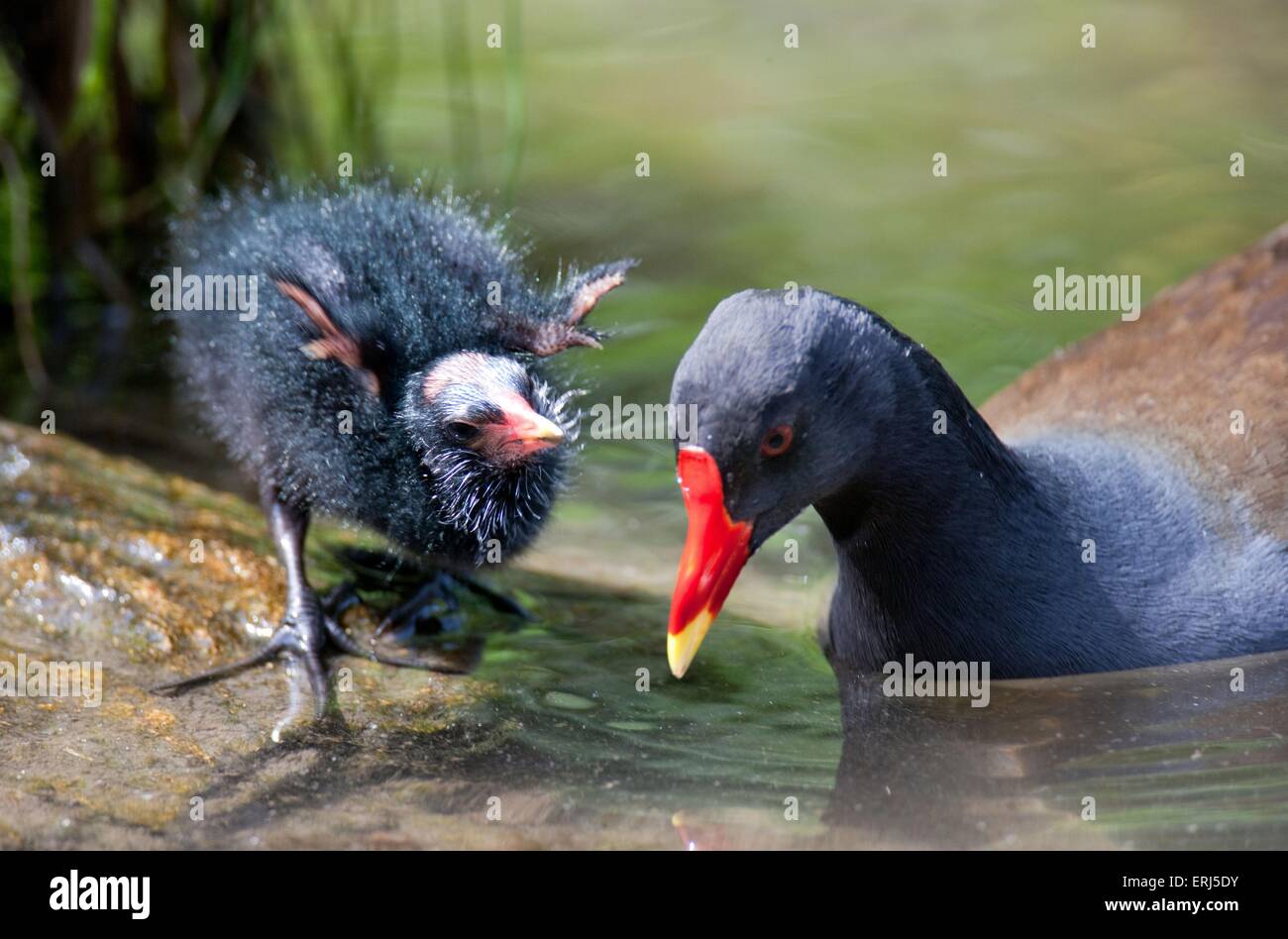Gallinules hi-res stock photography and images - Alamy