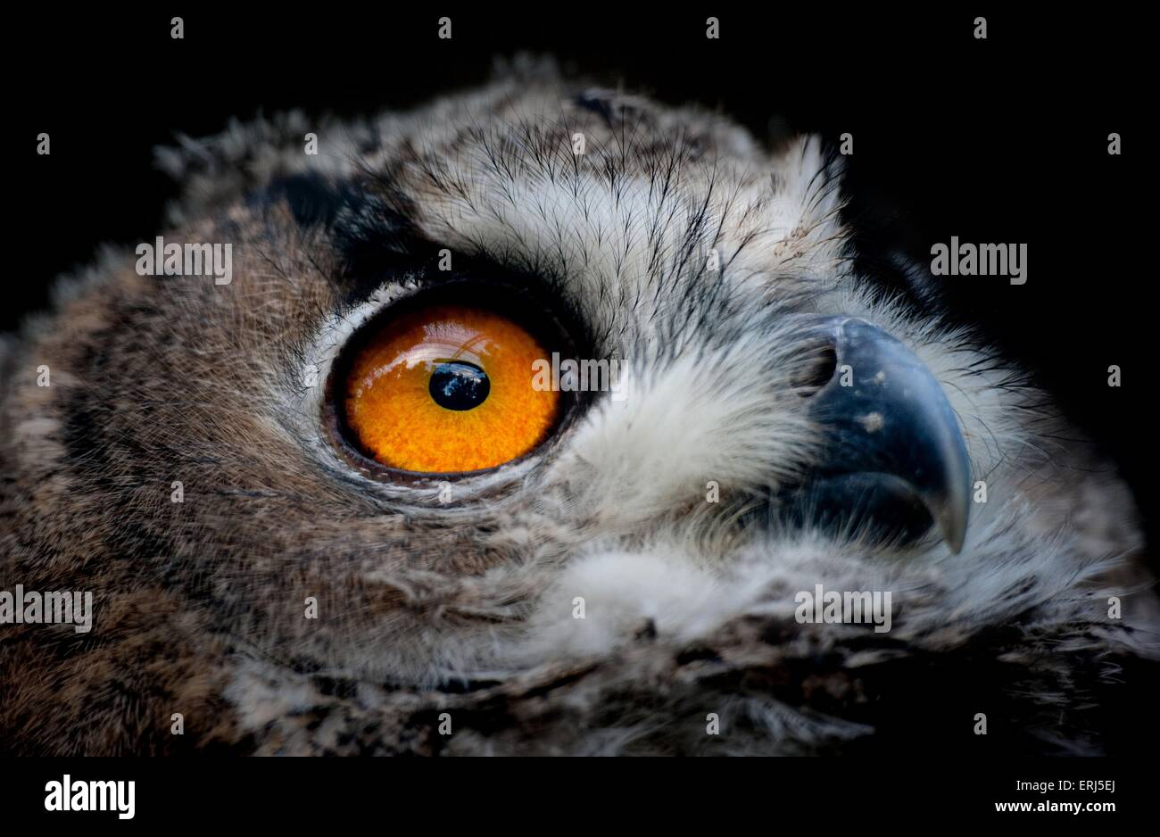 Owl landscape format hi-res stock photography and images - Alamy