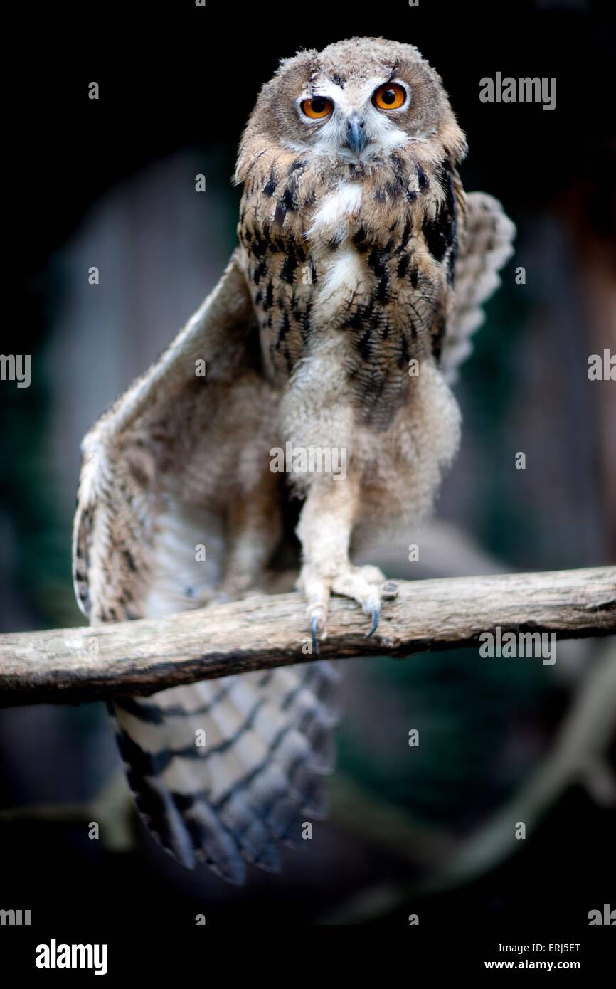 Owl flapping its wings hi-res stock photography and images - Alamy