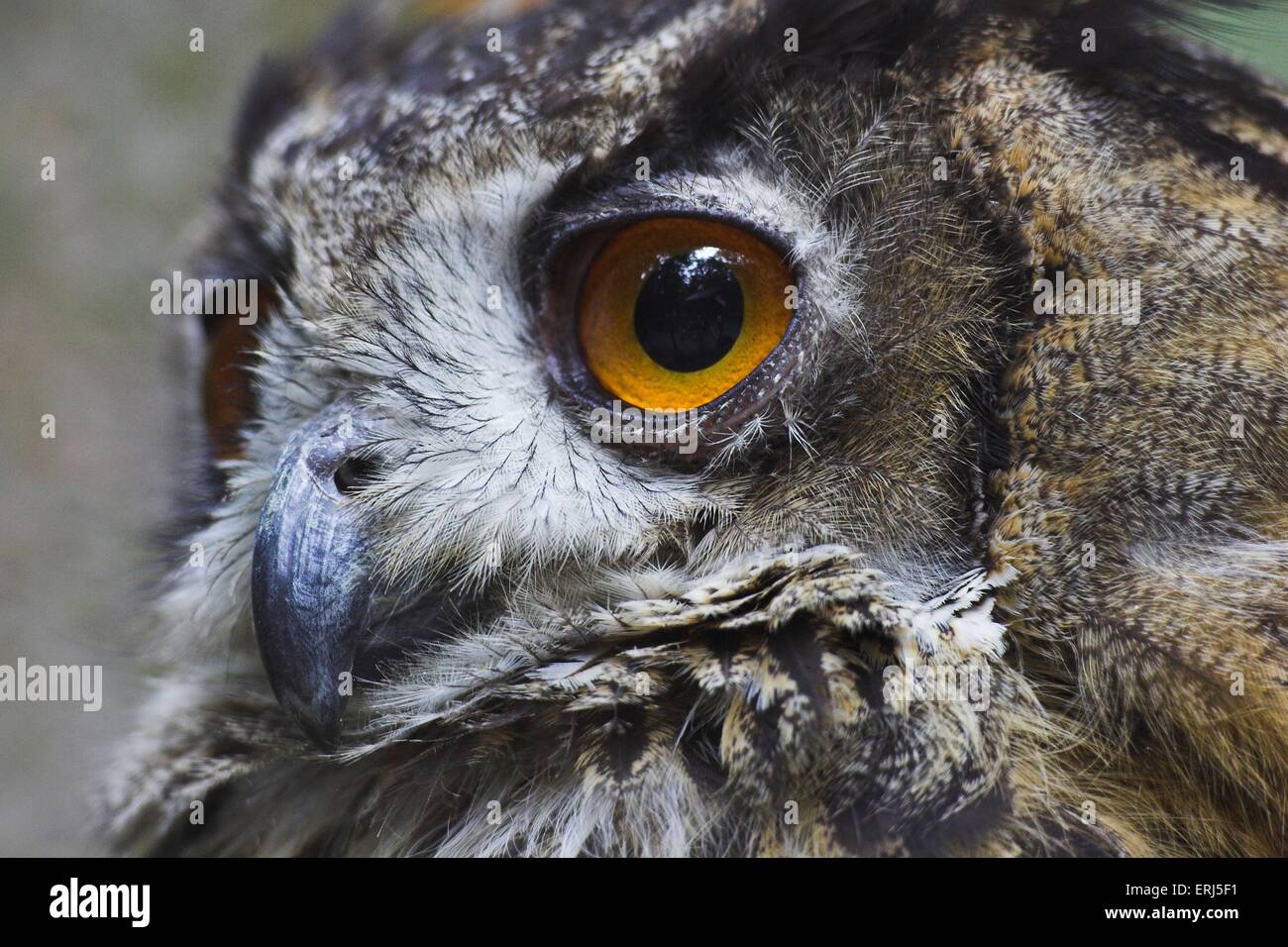 Side view owl hi-res stock photography and images - Alamy