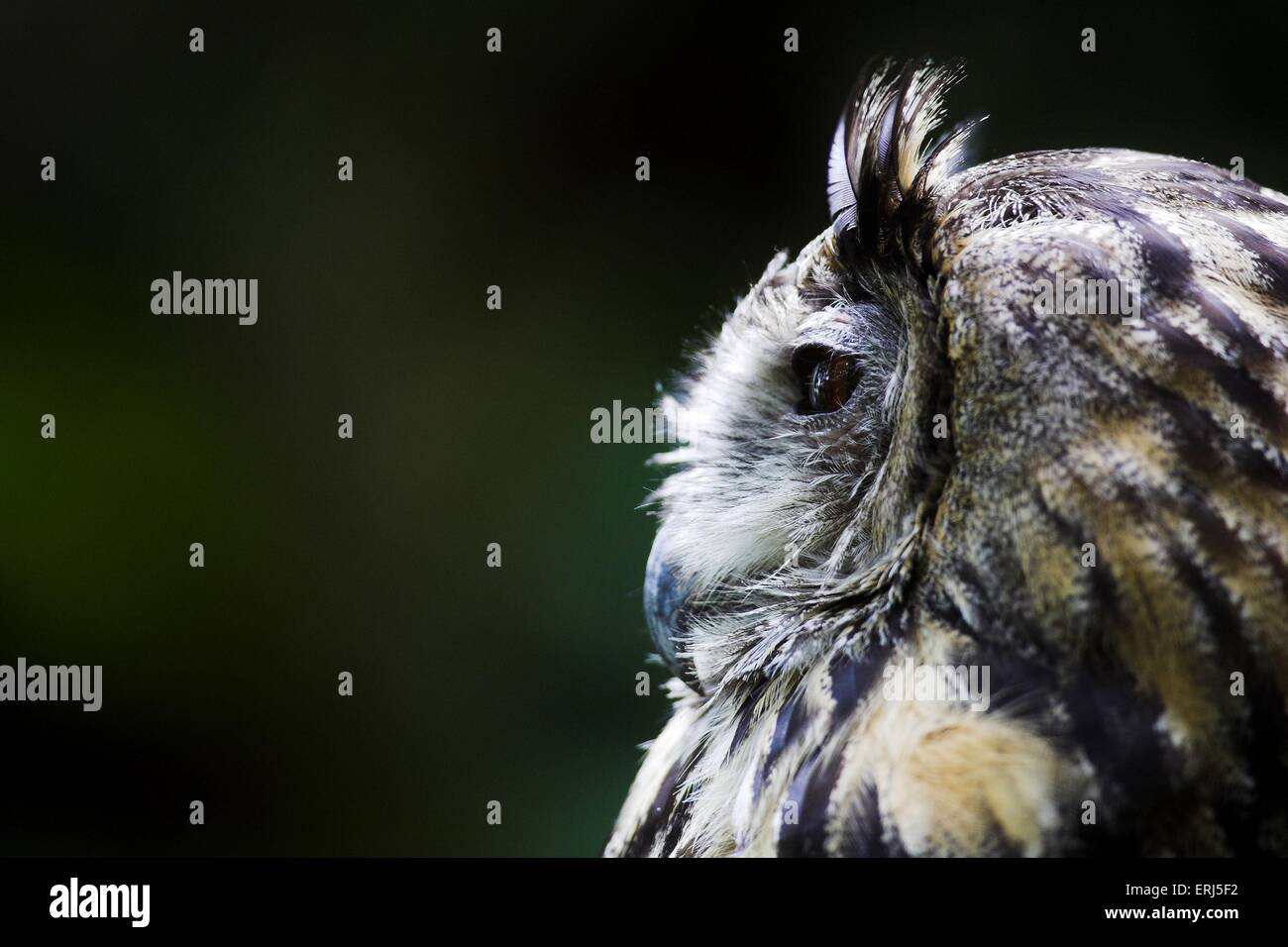 Side profile of owl hi-res stock photography and images - Alamy