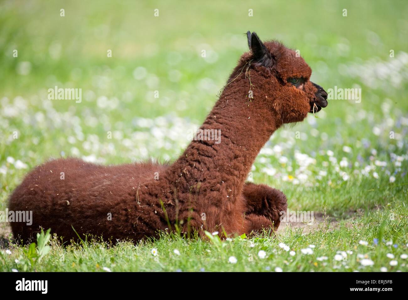 Alpaca hi-res stock photography and images - Alamy