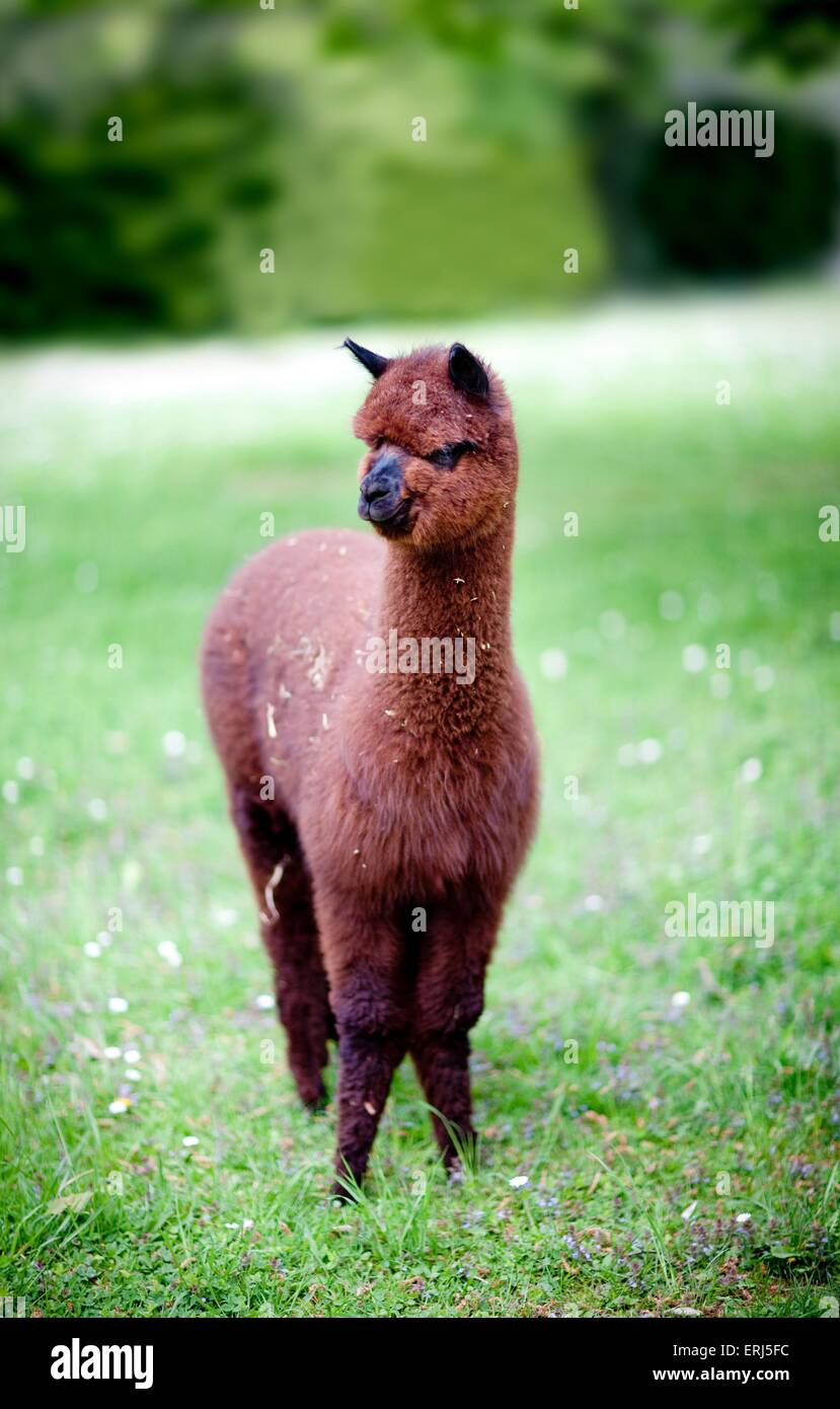 Wild alpaca hi-res stock photography and images - Alamy