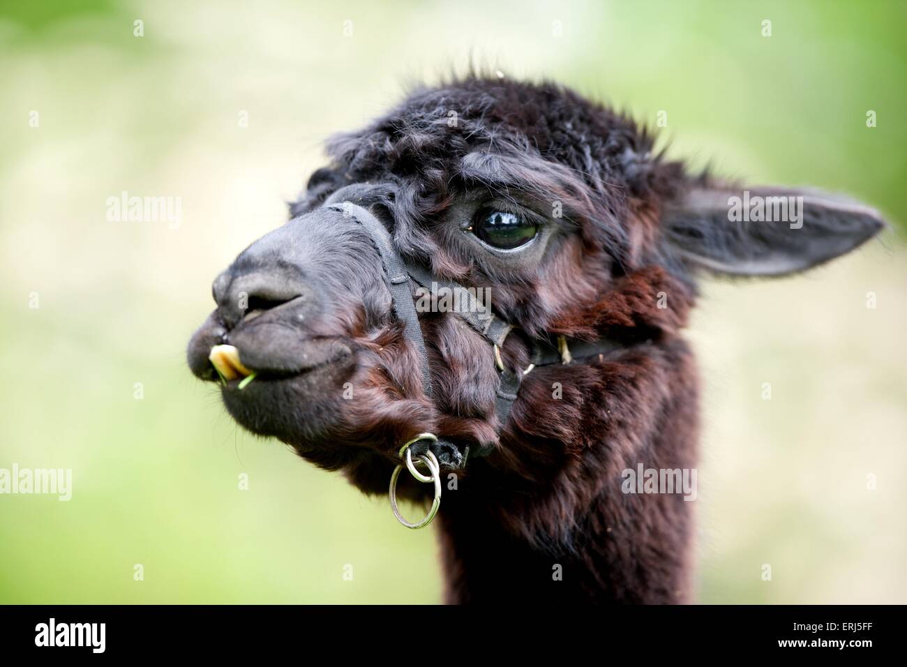 Wild alpaca hi-res stock photography and images - Alamy
