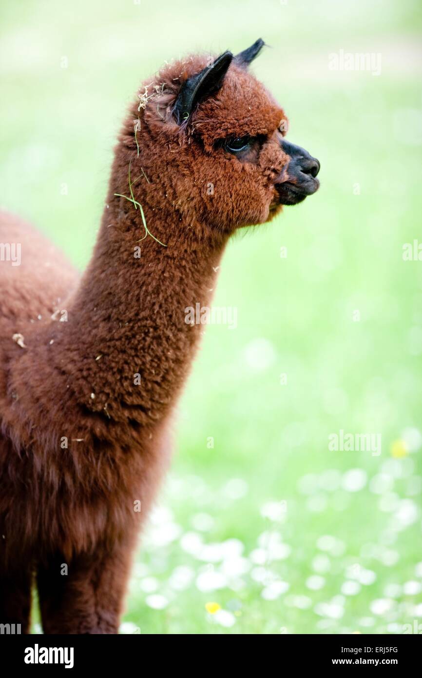 Wild alpaca hi-res stock photography and images - Alamy