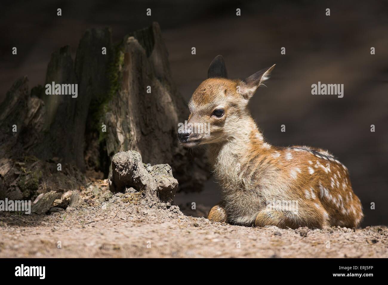 Altai wapiti cervus canadensis sibiricus hi-res stock photography and ...