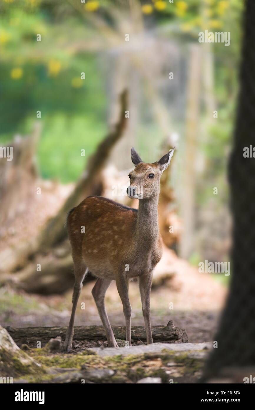 Altai wapiti cervus canadensis sibiricus hi-res stock photography and ...