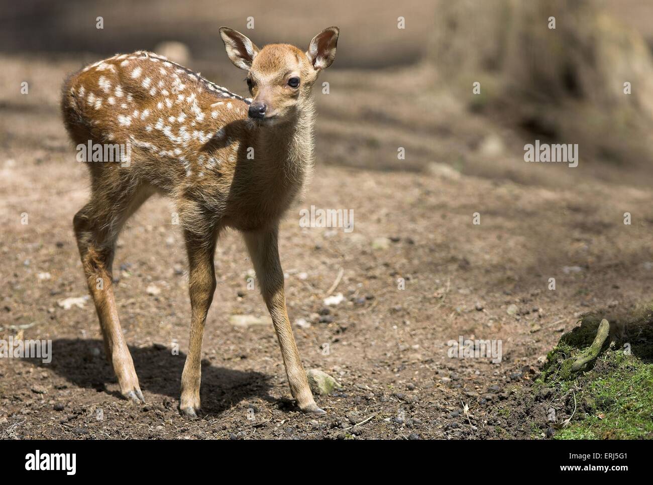 Altai wapiti cervus canadensis sibiricus hi-res stock photography and ...
