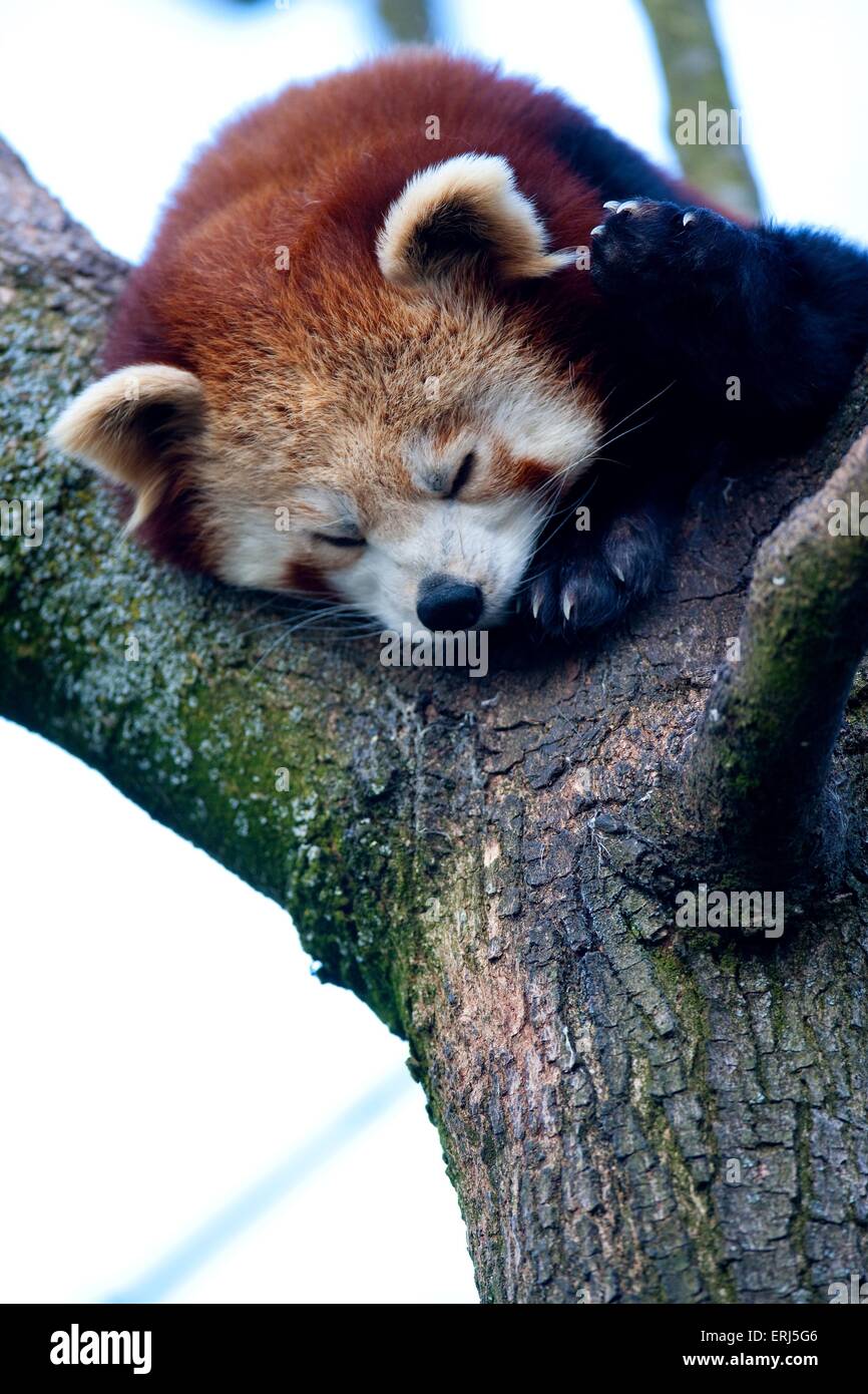 lesser red panda Stock Photo - Alamy