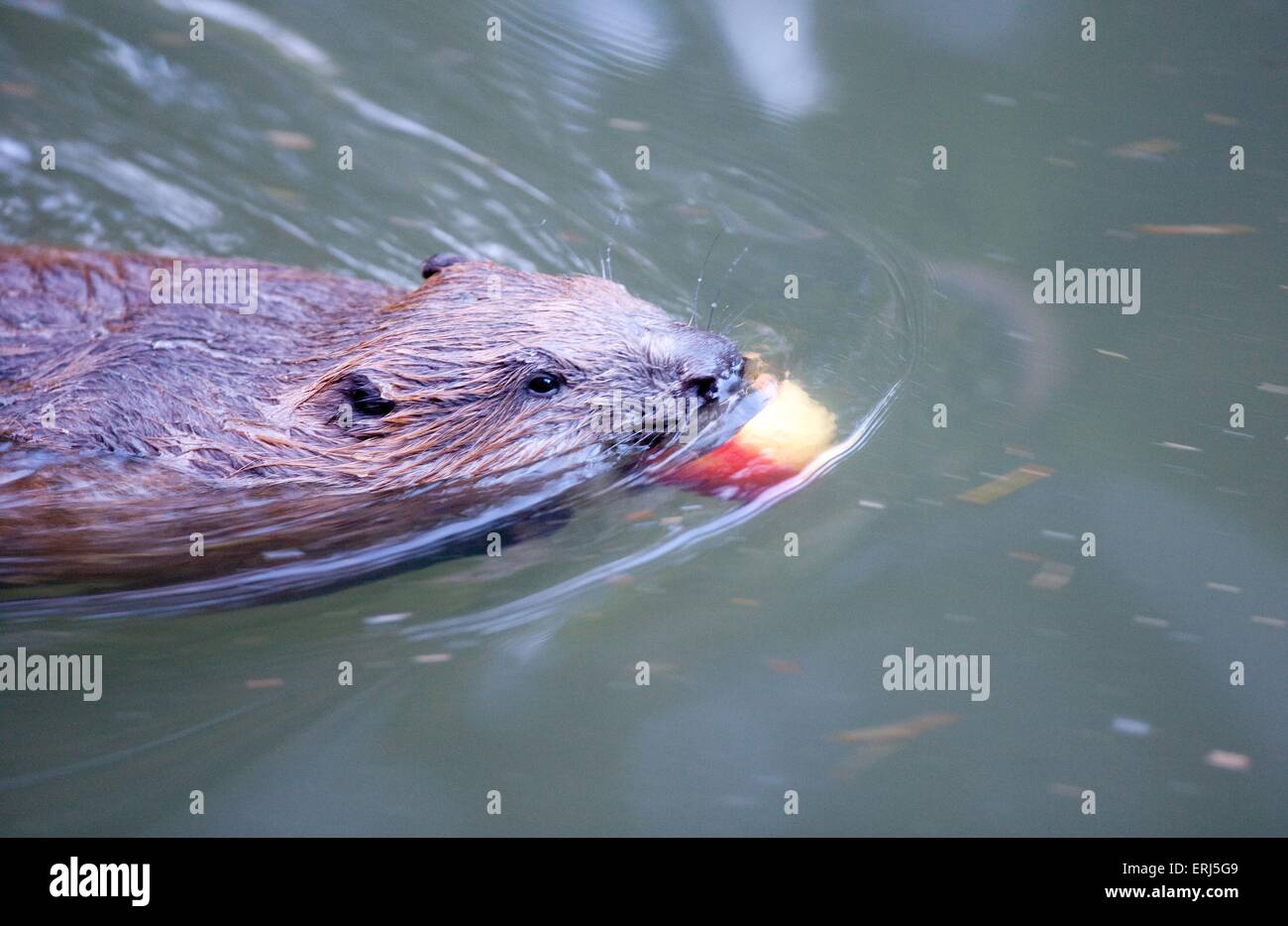 Side view of beaver hi-res stock photography and images - Alamy