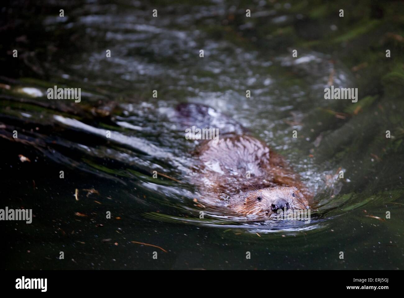 Castorimorpha hi-res stock photography and images - Alamy