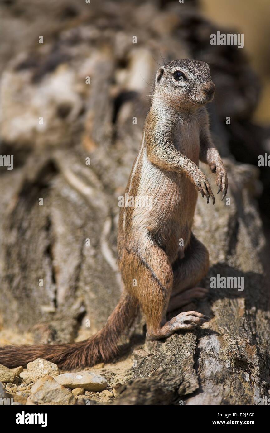 Squirrel size hi-res stock photography and images - Alamy
