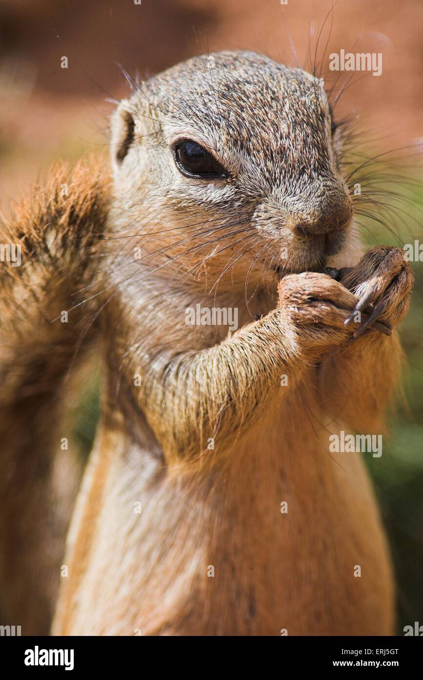 Squirrel size hi-res stock photography and images - Alamy