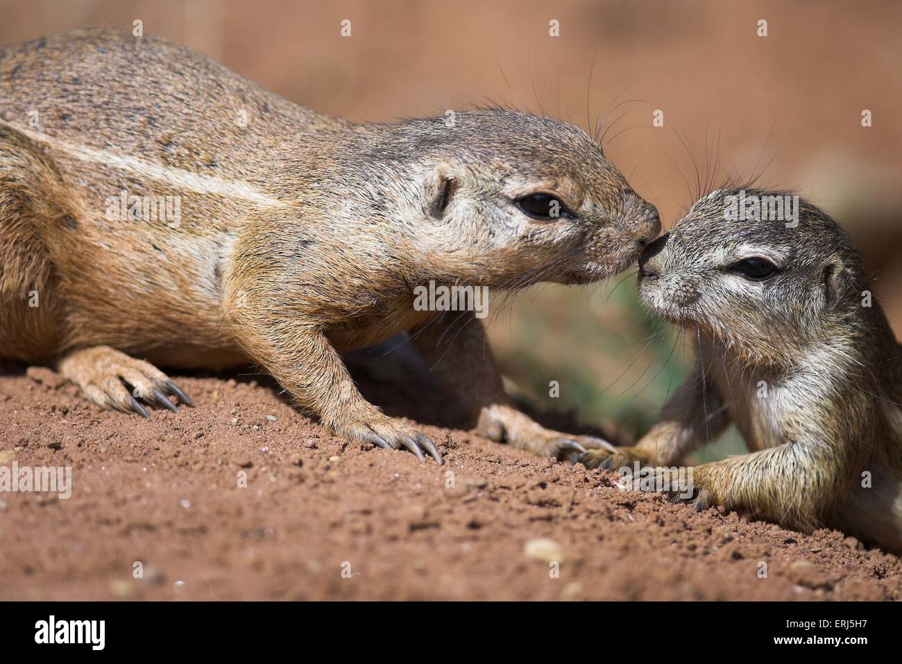 Squirrels hi-res stock photography and images - Alamy