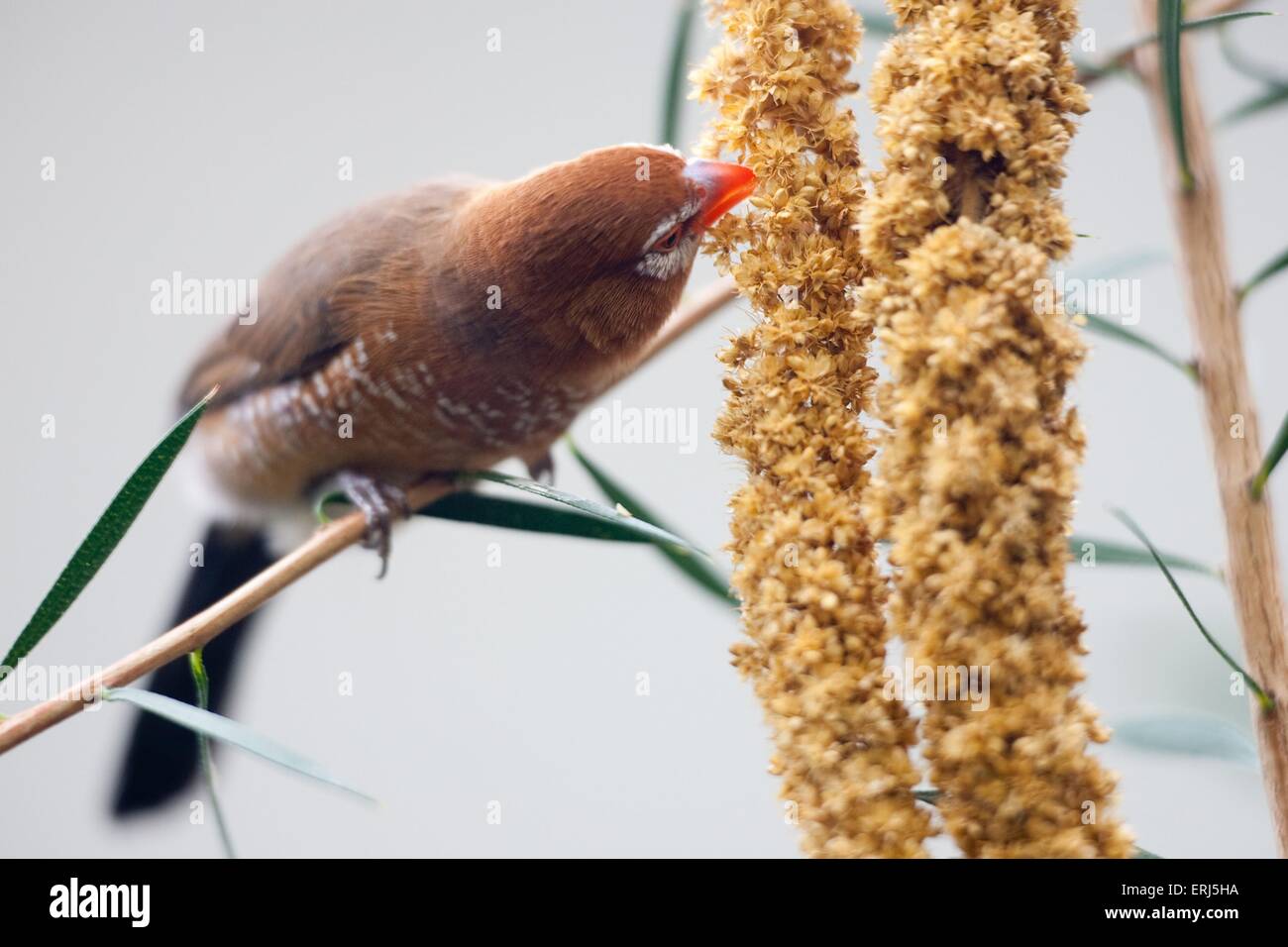 African quailfinch hi-res stock photography and images - Alamy