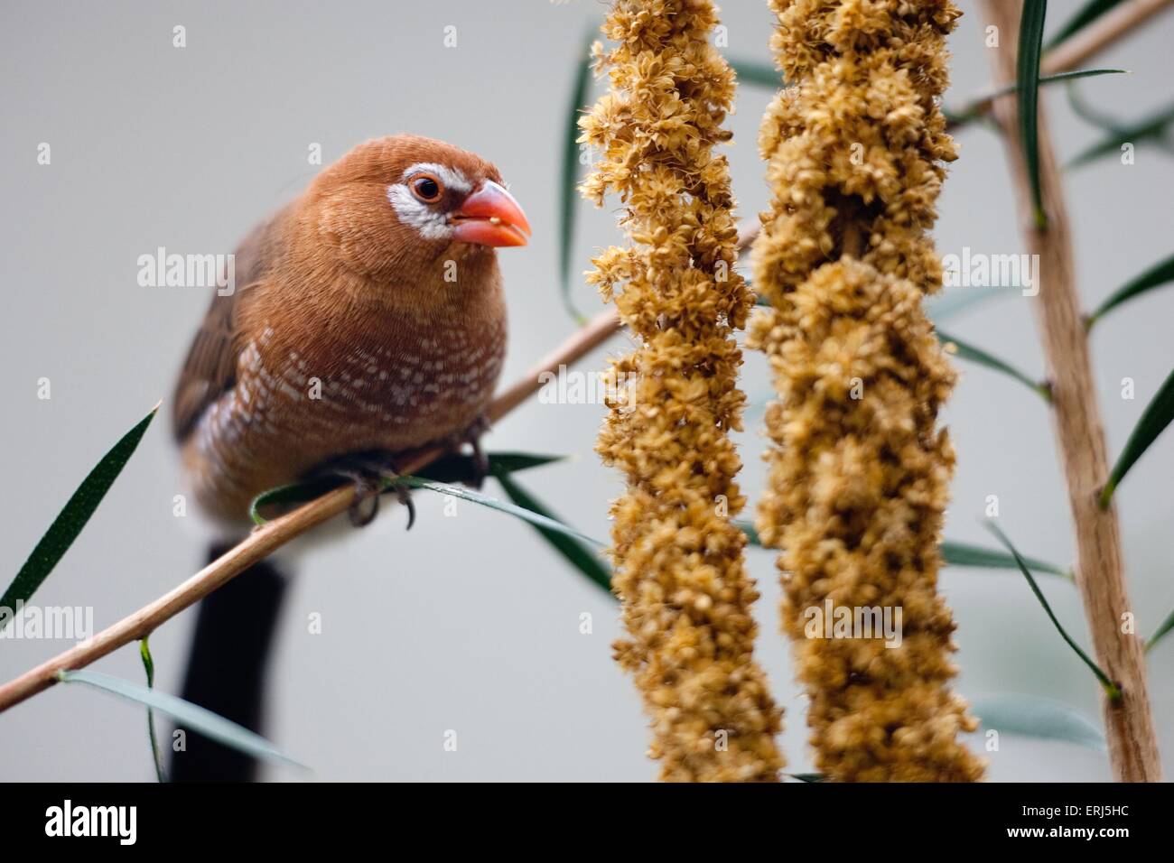 Red billed quailfinch hi-res stock photography and images - Alamy