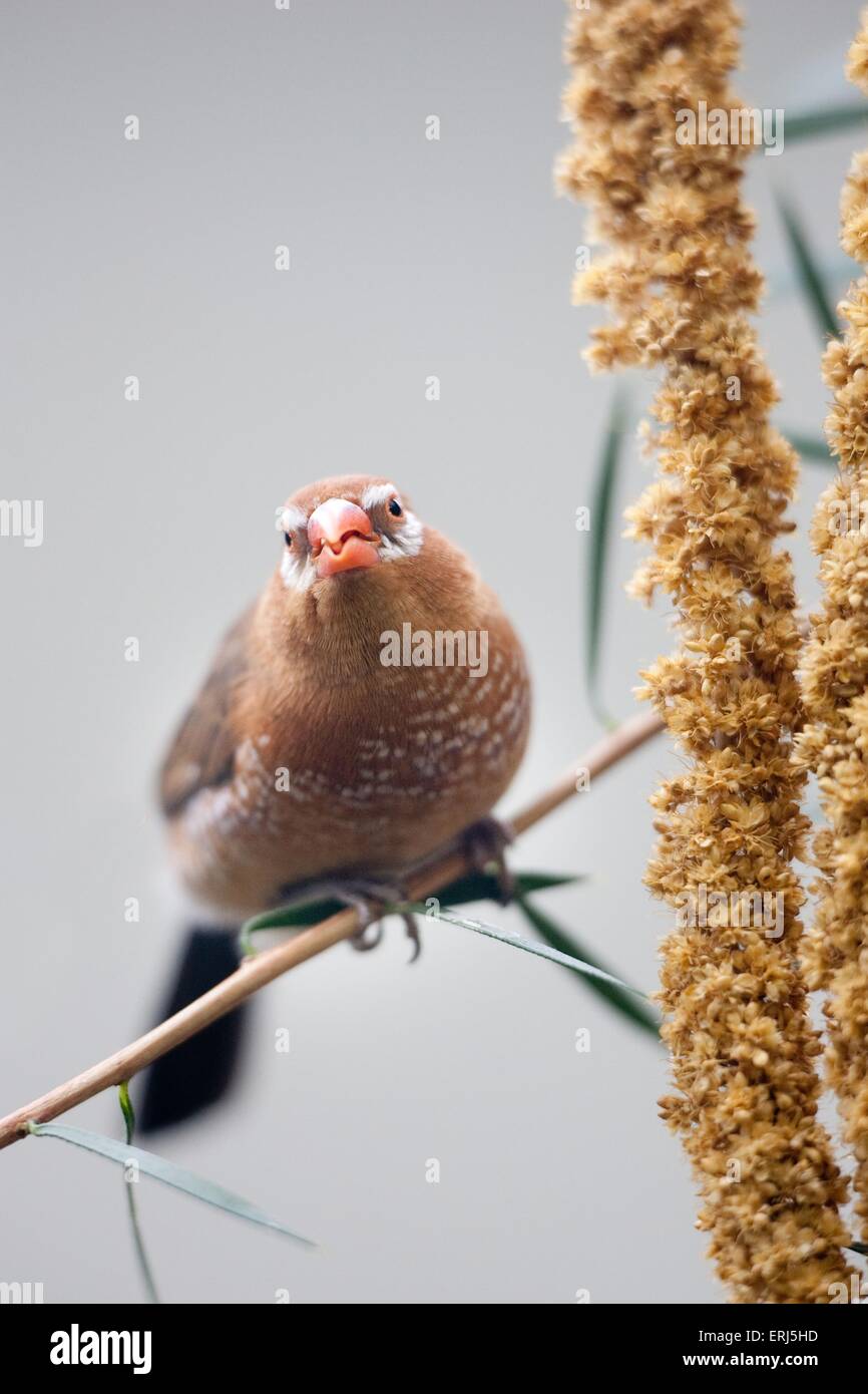 African quailfinch hi-res stock photography and images - Alamy