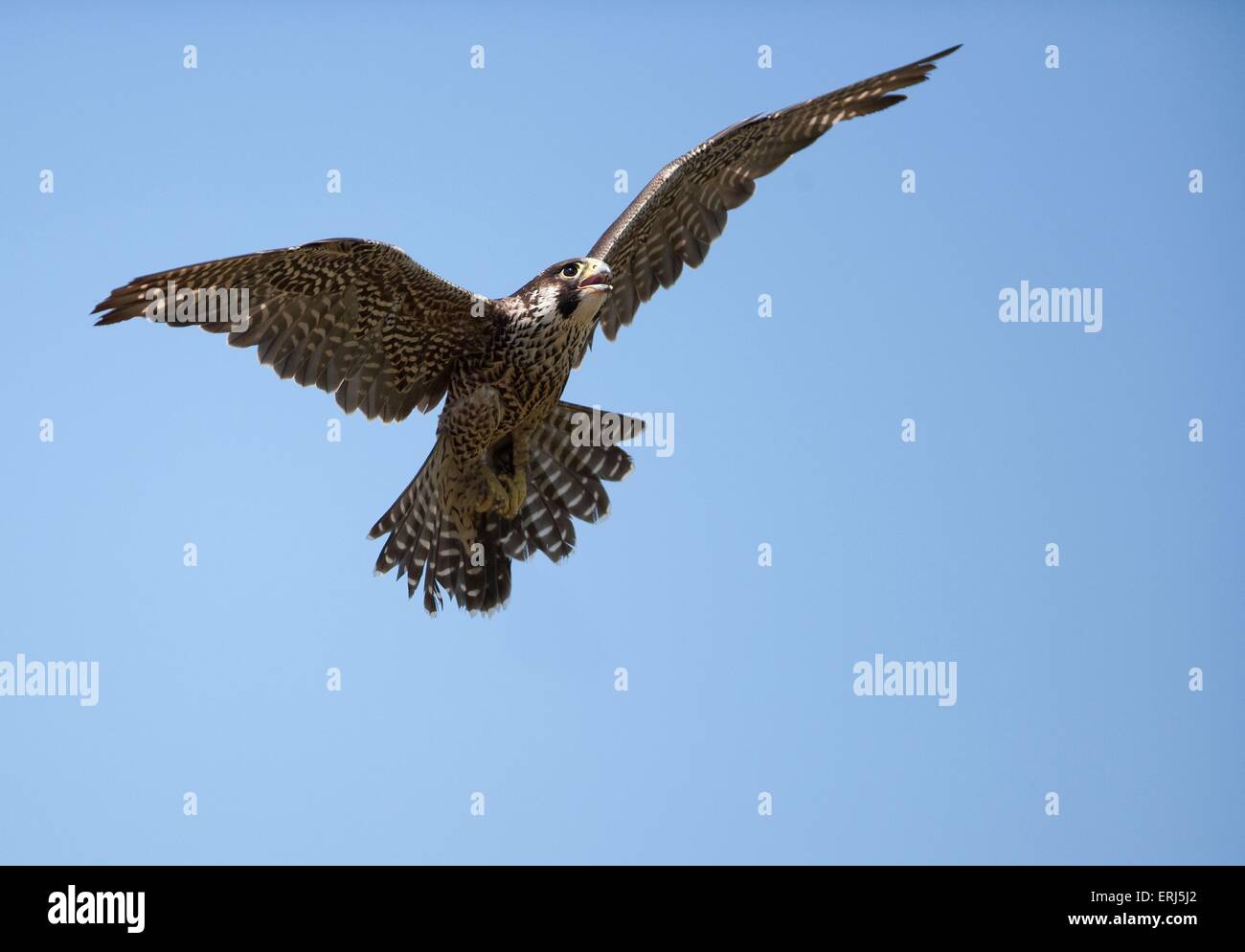 Cloud duck hi-res stock photography and images - Alamy