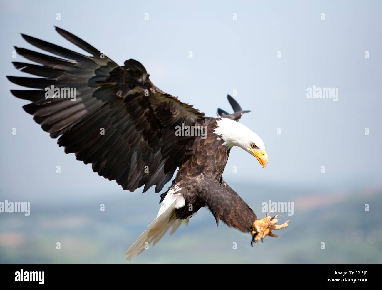 Flying american bald eagle landing hi-res stock photography and images ...