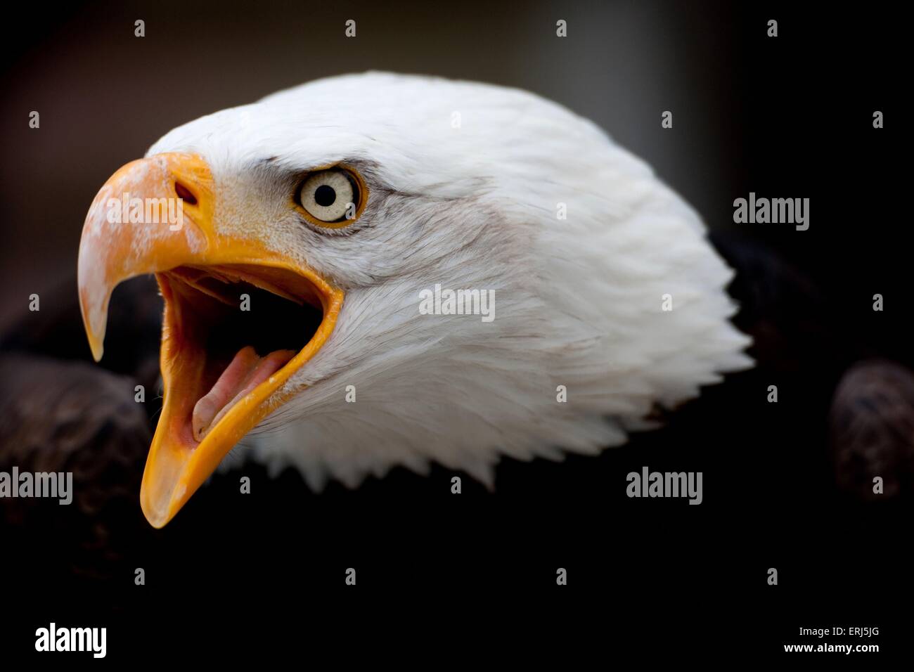American bald eagle screaming hi-res stock photography and images - Alamy