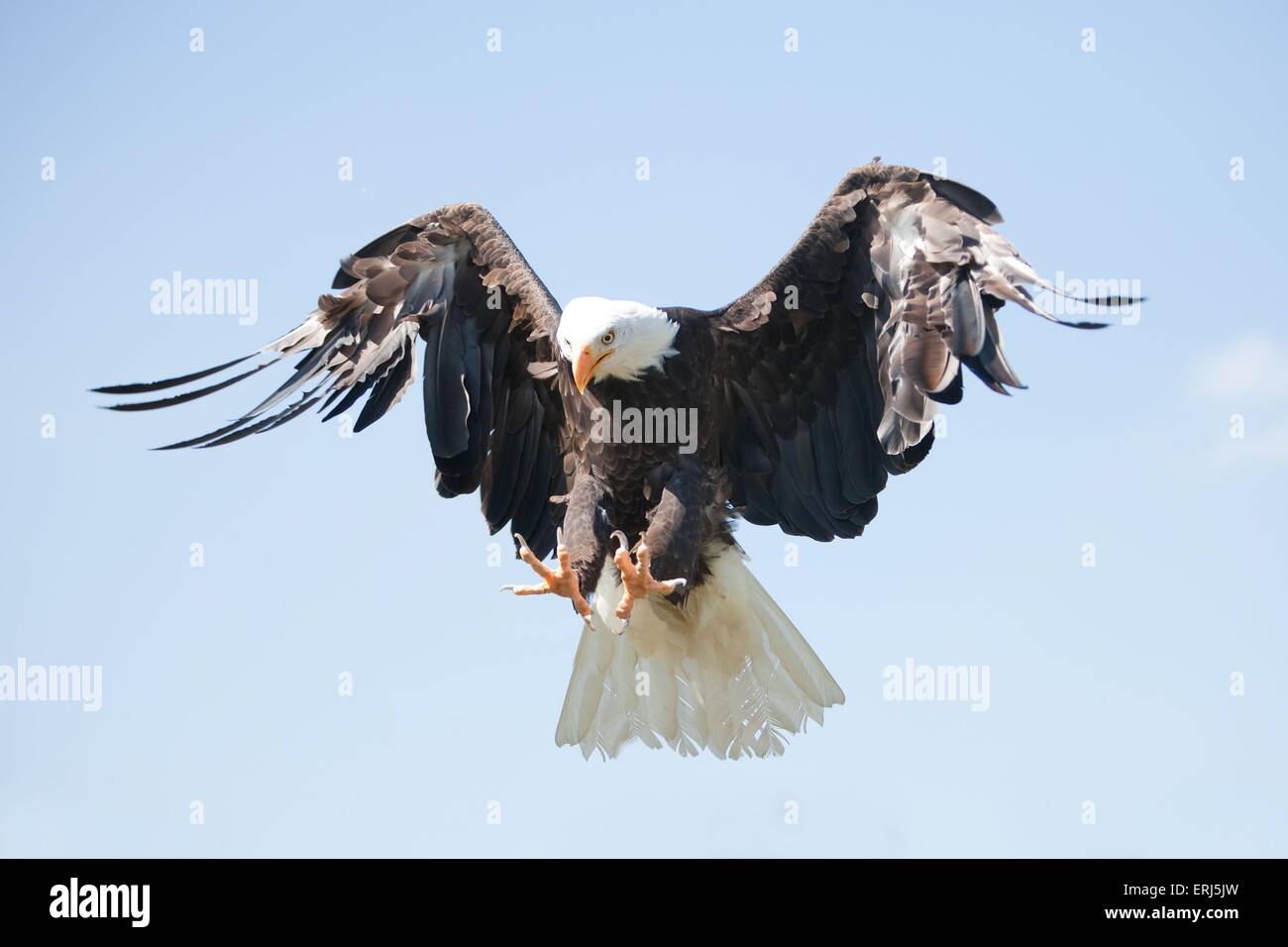 Bald eagle flying free wings hi-res stock photography and images - Alamy
