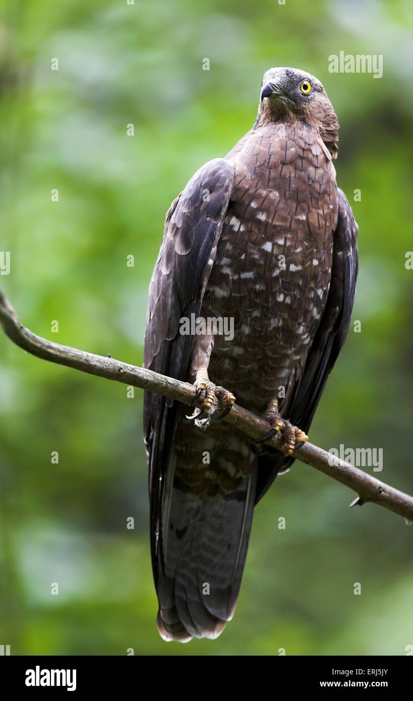 Buzzard size hi-res stock photography and images - Alamy