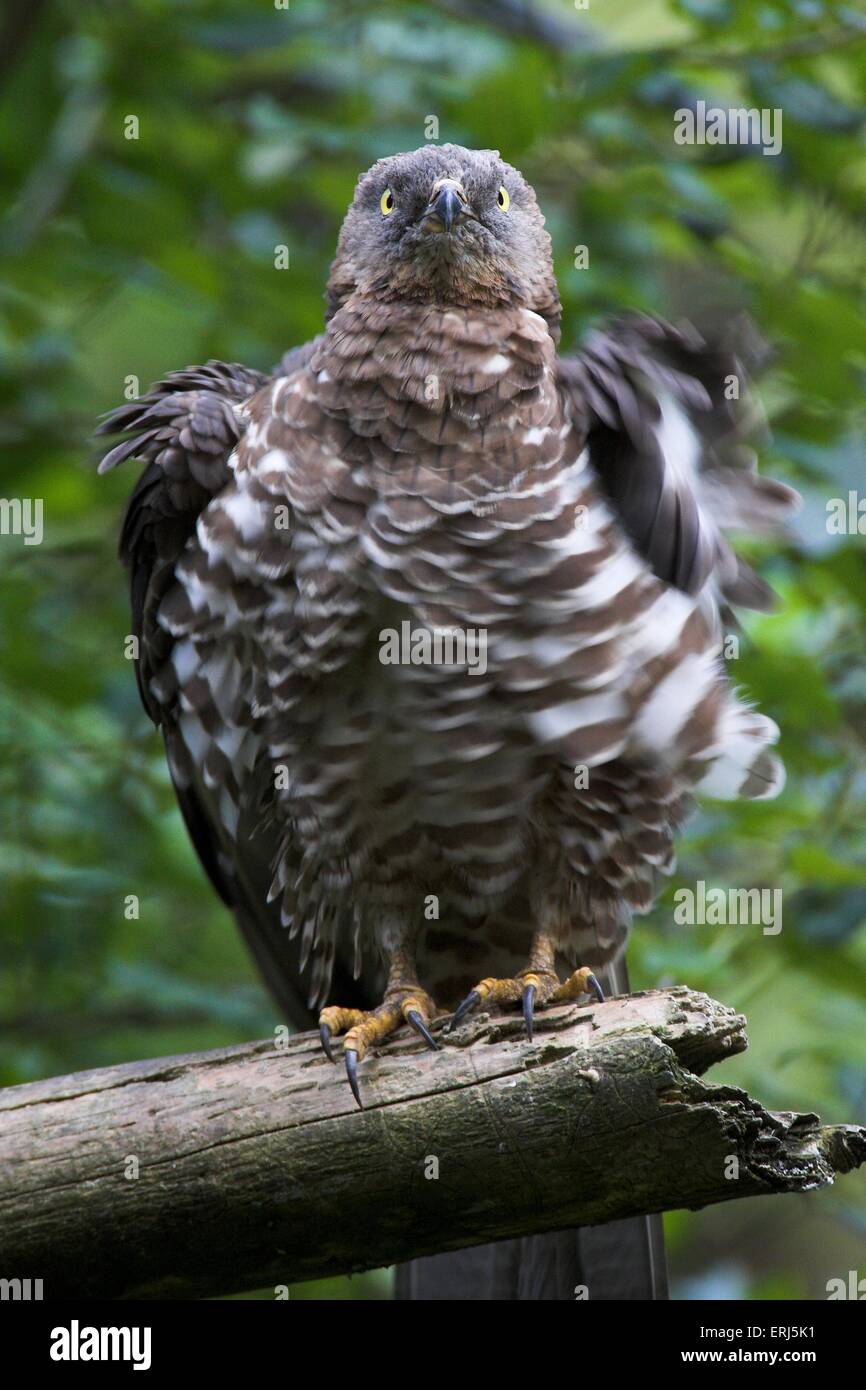 Buzzard size hi-res stock photography and images - Alamy