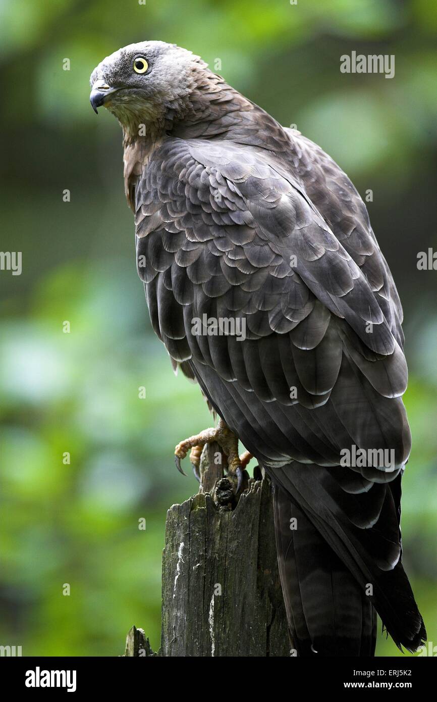 Buzzard size hi-res stock photography and images - Alamy