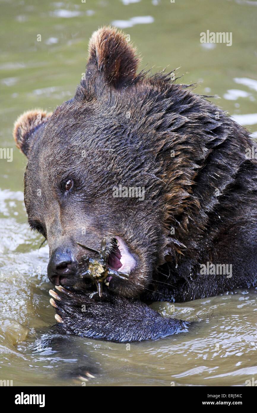 Bear nibbles hi-res stock photography and images - Alamy