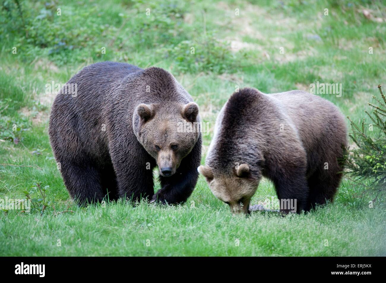Grassland with bear hi-res stock photography and images - Alamy