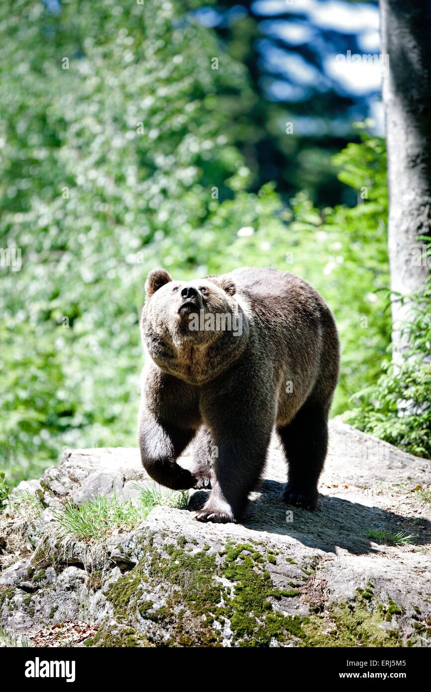 Adult brown bear walks hi-res stock photography and images - Alamy