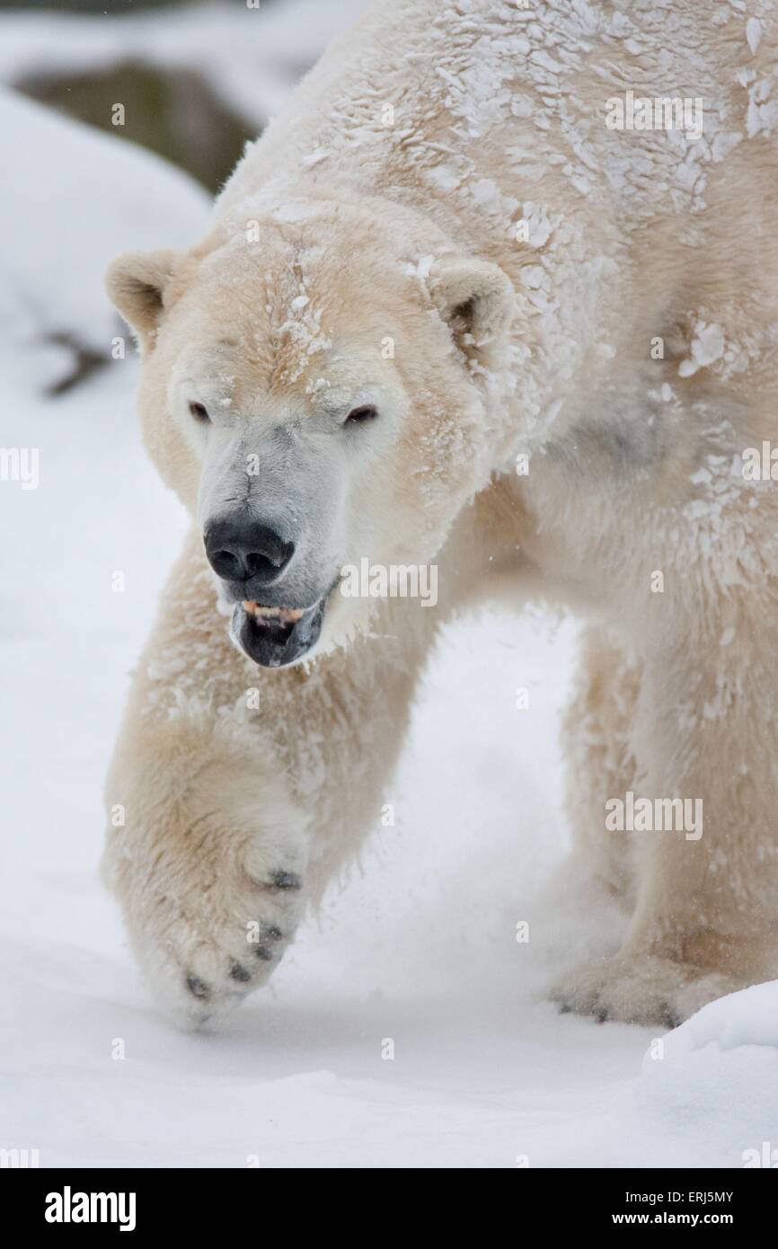 Ice must go hi-res stock photography and images - Alamy