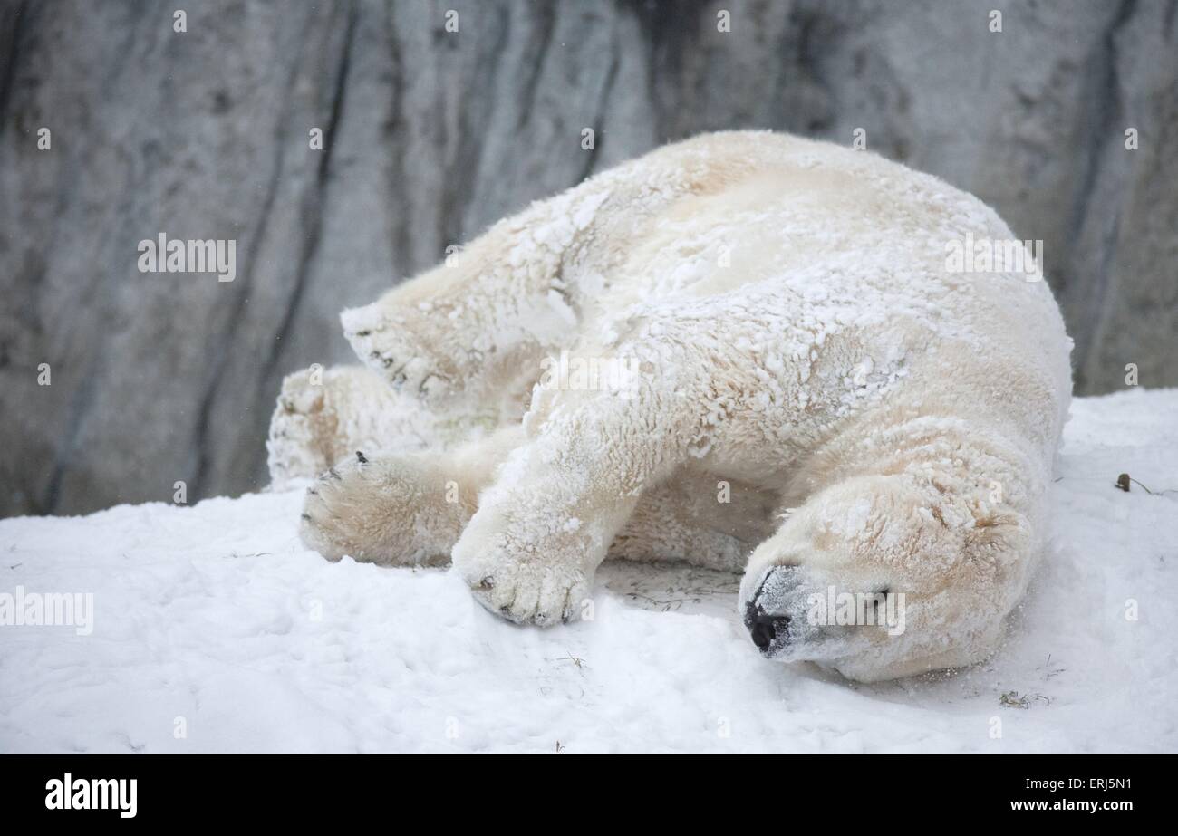 Polar bear relaxing hi-res stock photography and images - Alamy