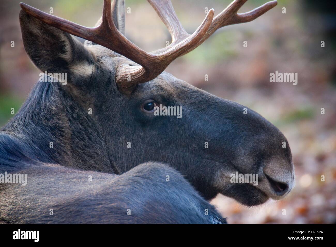 Elk animal head and antler side view hi-res stock photography and ...