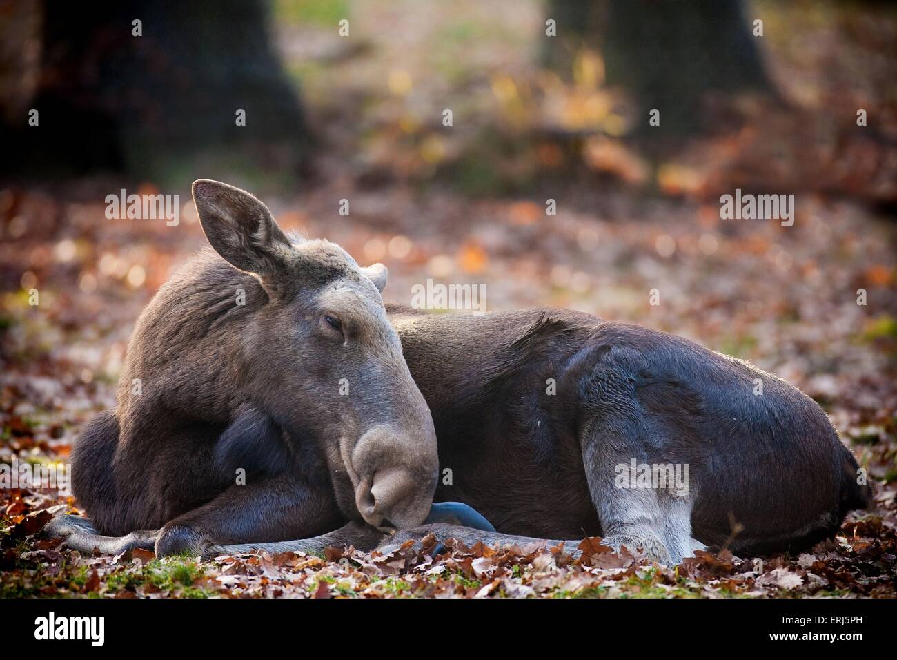 Laying elk hi-res stock photography and images - Alamy