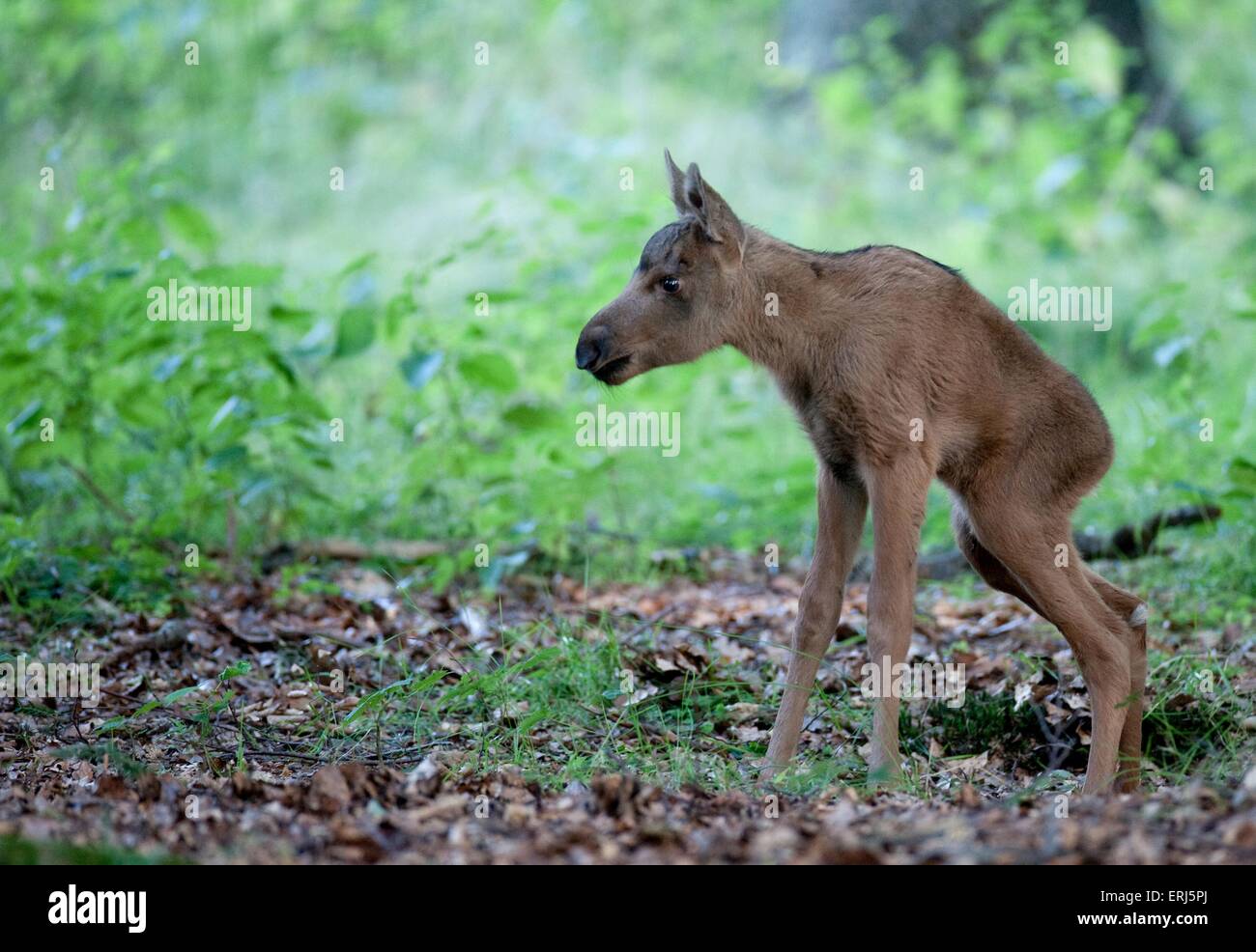 Young elk hi-res stock photography and images - Alamy