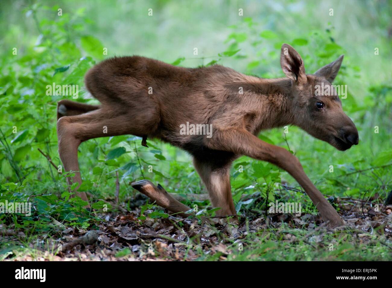 Young elk hi-res stock photography and images - Alamy