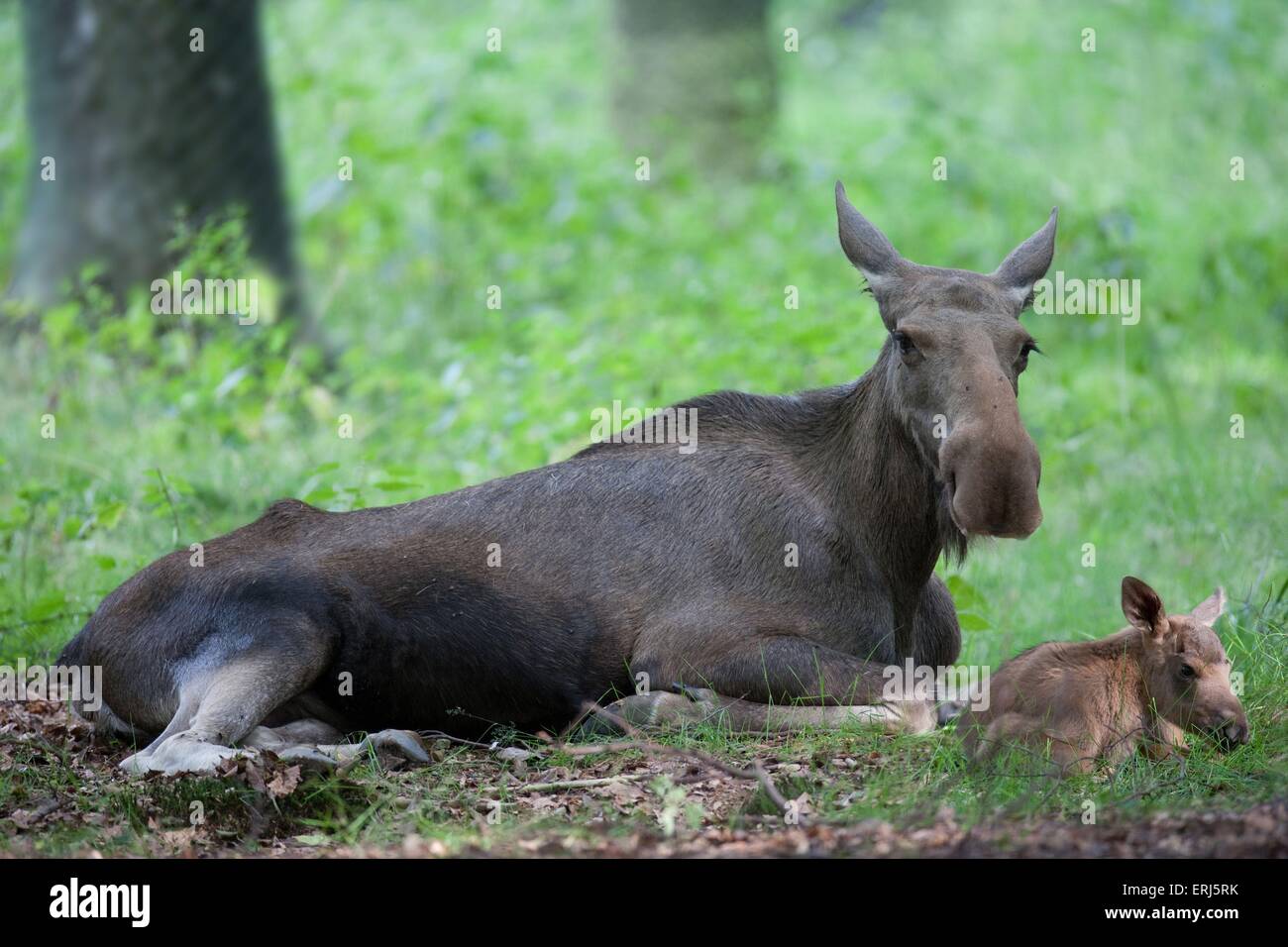Elks hi-res stock photography and images - Alamy