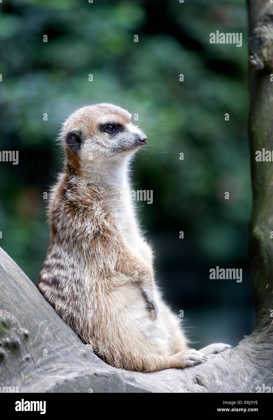 Side profile of a meerkat hi-res stock photography and images - Alamy