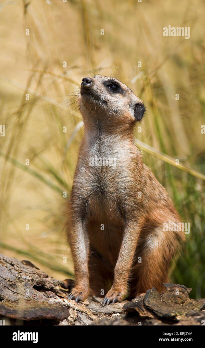 Suricat hi-res stock photography and images - Alamy