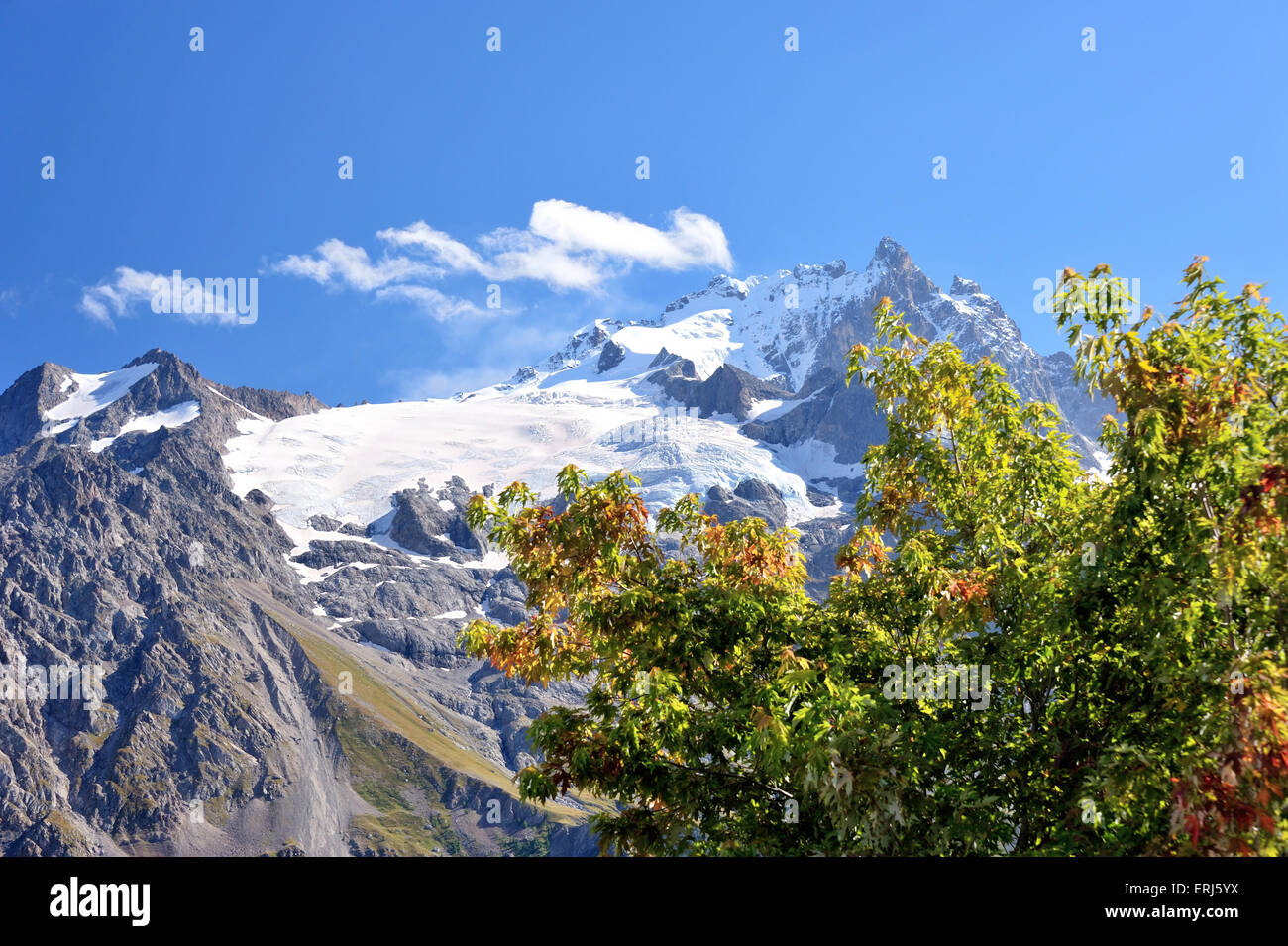 Colored autumnal tree and snow on the mountain La Meije, French Alps ...