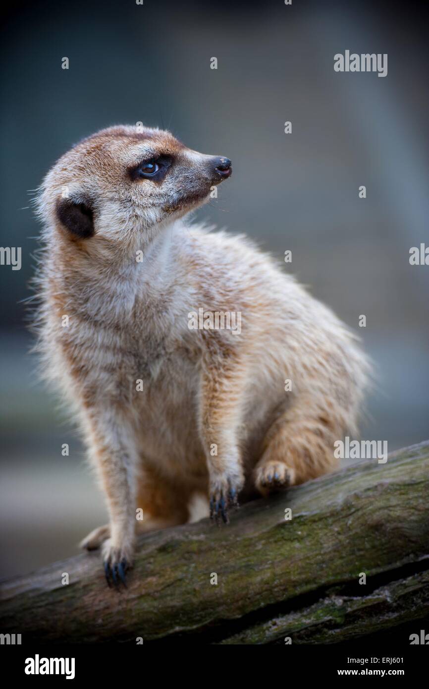 Suricat hi-res stock photography and images - Alamy