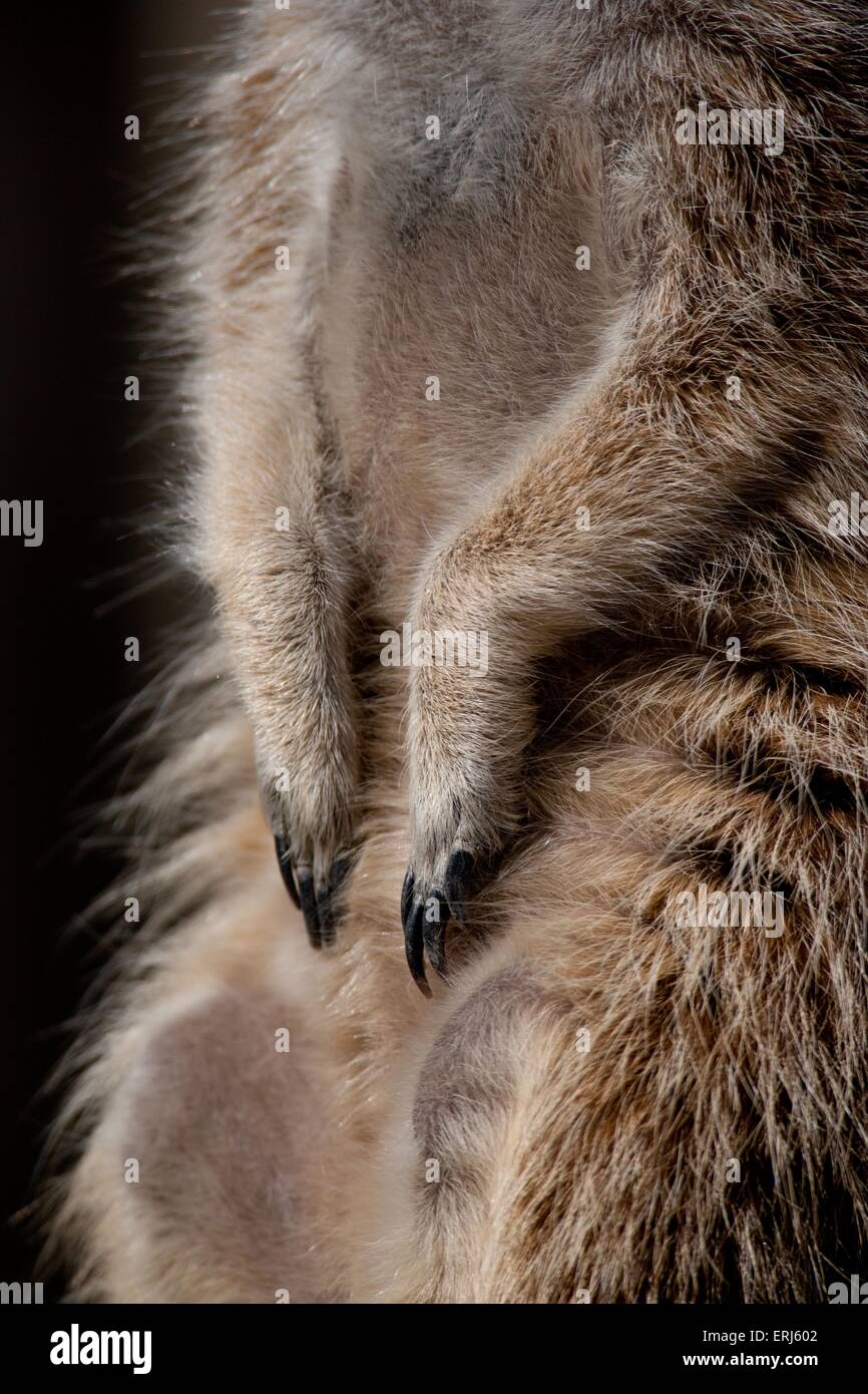 Close up meerkat paws hi-res stock photography and images - Alamy