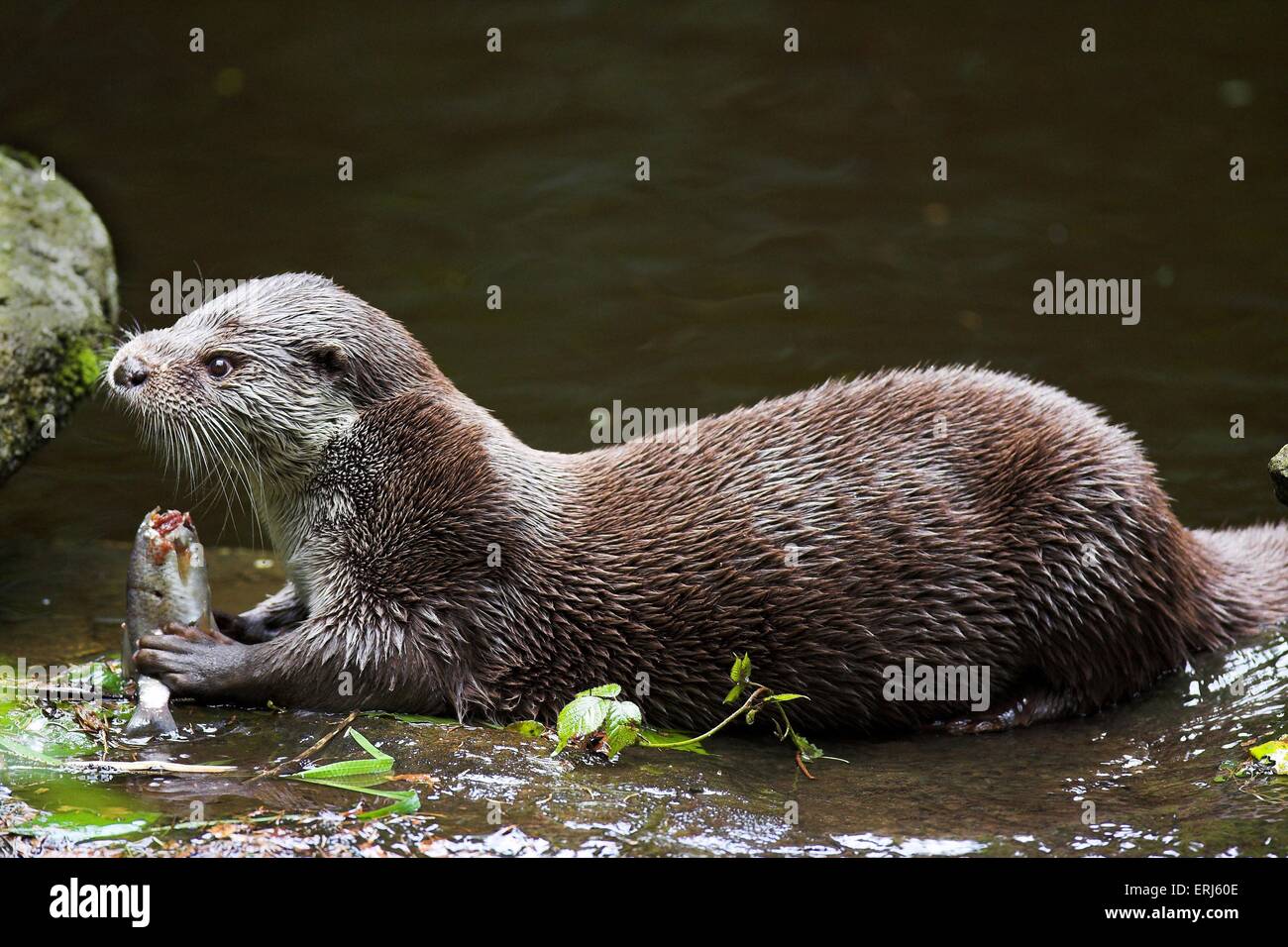 Eurasian otter eating fish hi-res stock photography and images - Alamy