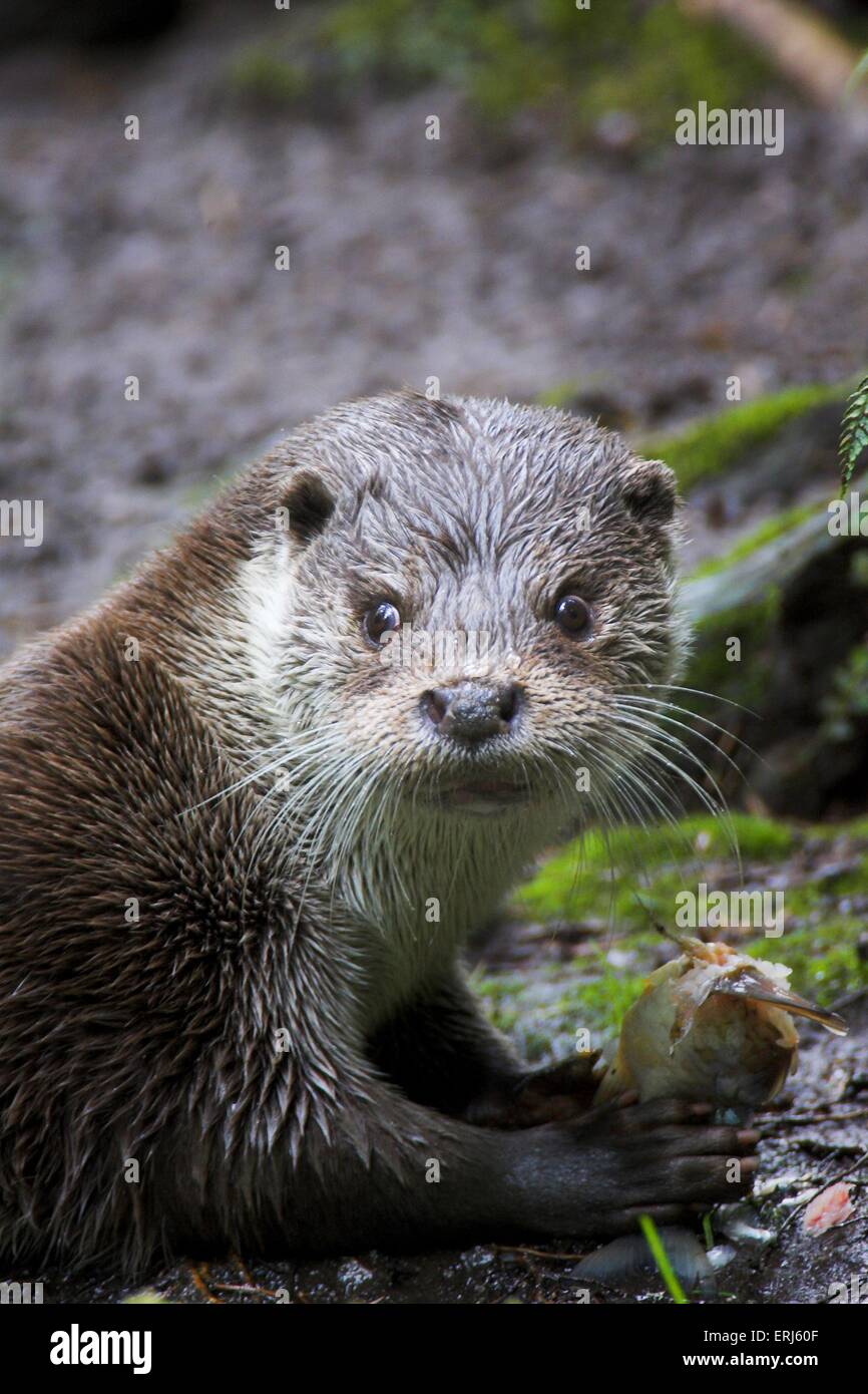 Eurasian otter eating fish hi-res stock photography and images - Alamy