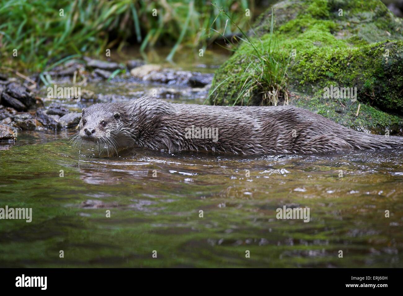Lakeside otter hi-res stock photography and images - Alamy