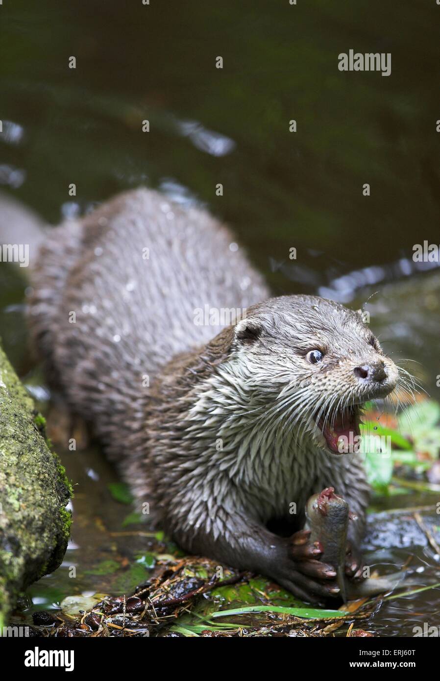 Eurasian river otter vertical hi-res stock photography and images - Alamy