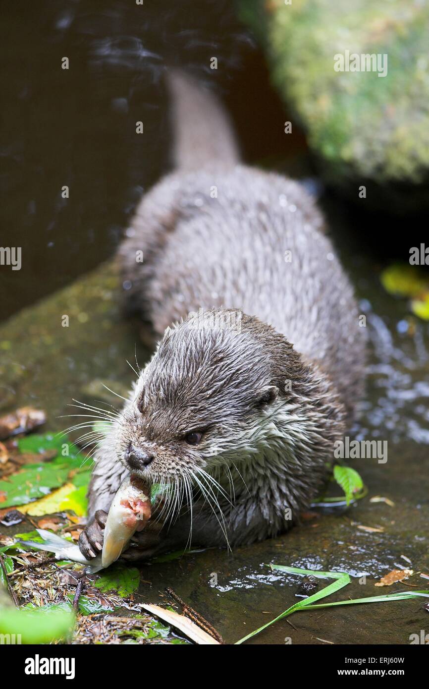 Eurasian river otter vertical hi-res stock photography and images - Alamy
