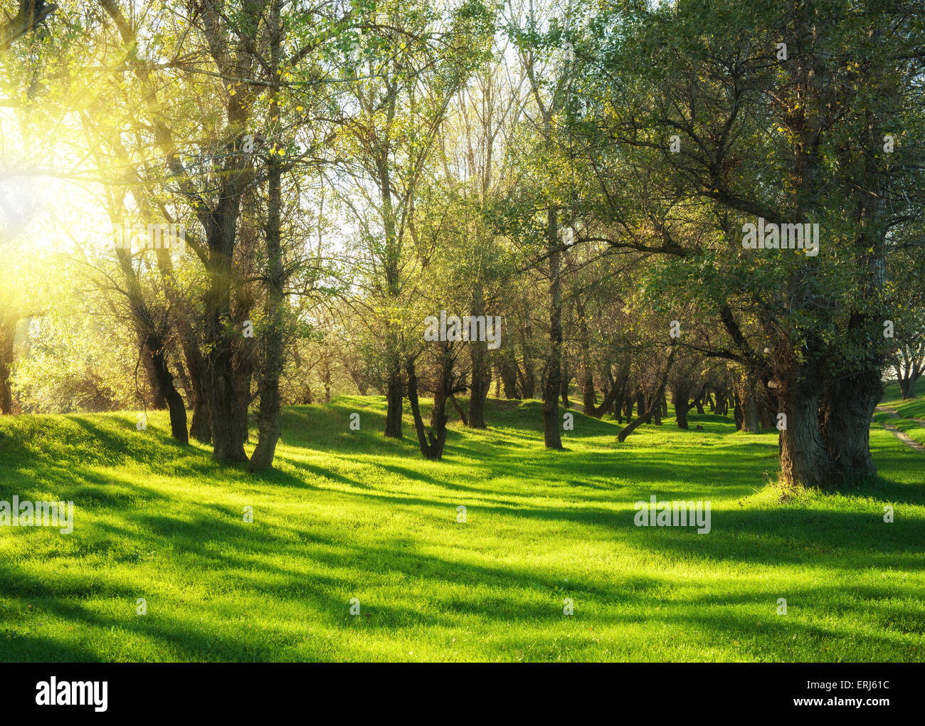 Sunny green forest with shadow Stock Photo - Alamy