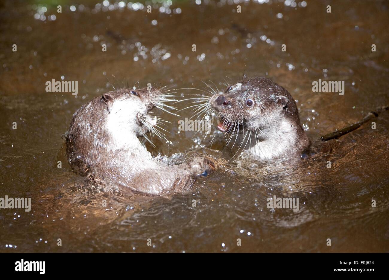 fighting common otter Stock Photo - Alamy
